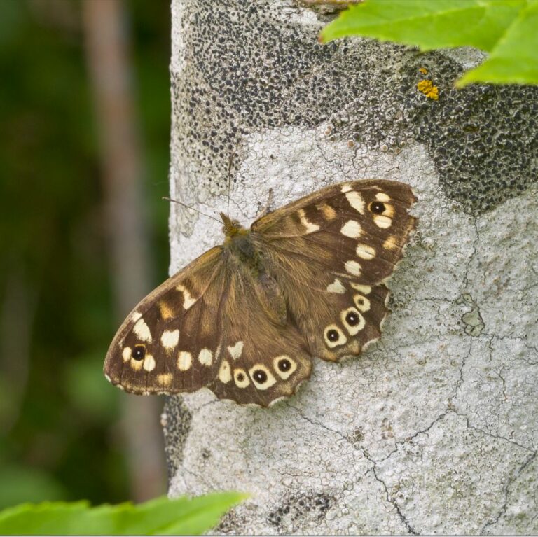 6 Butterflies In Scotland This Summer! - The Scots Magazine