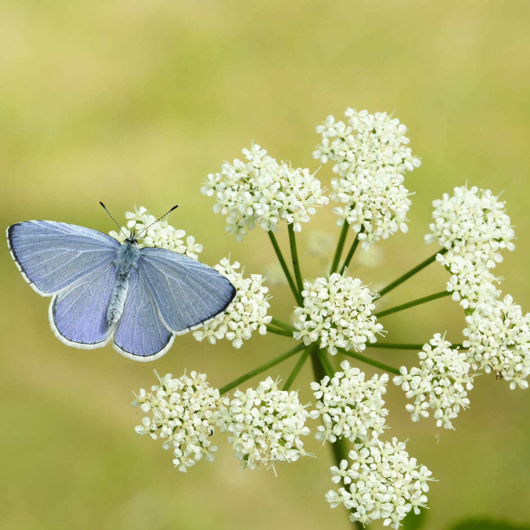 6 Butterflies In Scotland This Summer! - The Scots Magazine