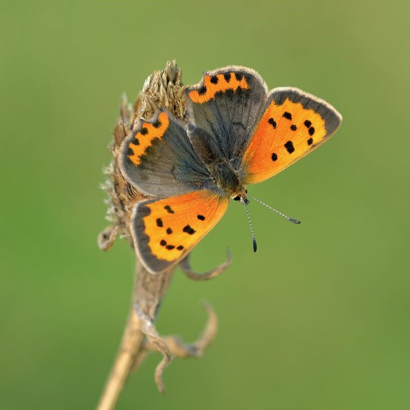 6 Butterflies In Scotland This Summer! - The Scots Magazine