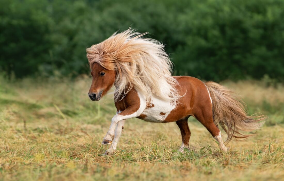 Five Fascinating Facts – Shetland Pony - The Scots Magazine
