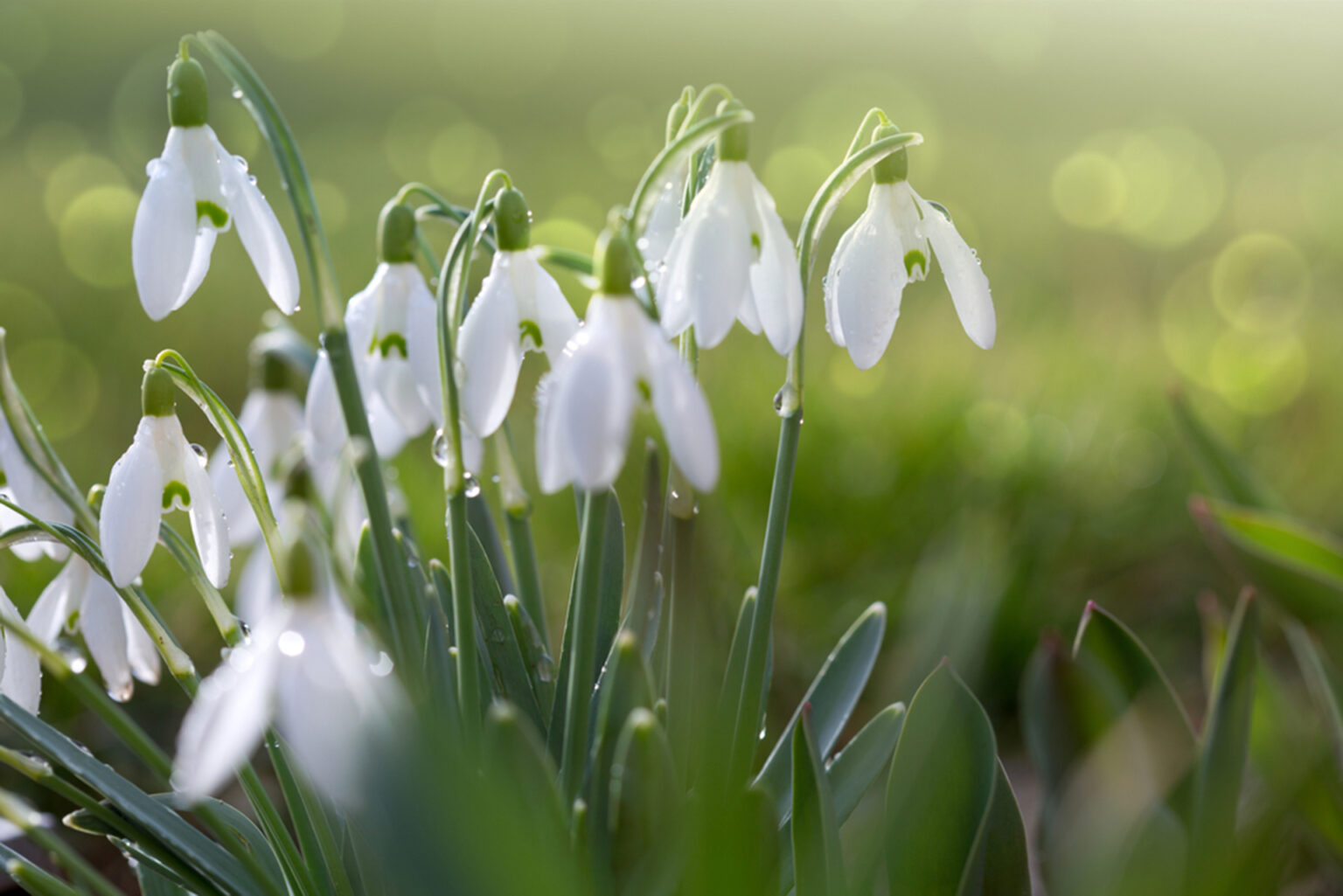 5 Best Spring Flowers To Grow For Early Pollinators - My Weekly